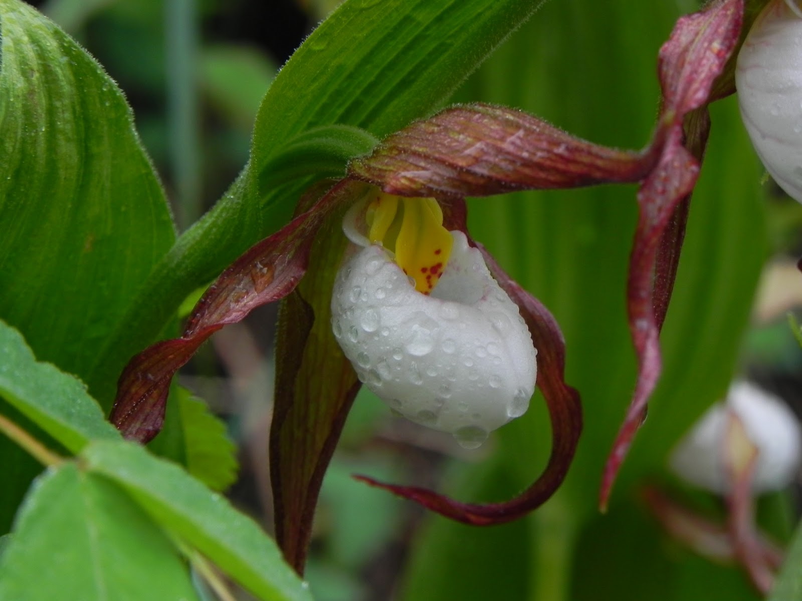 Wildflower Wanderings: Flower Ecstasy on June 1st; Installment 1