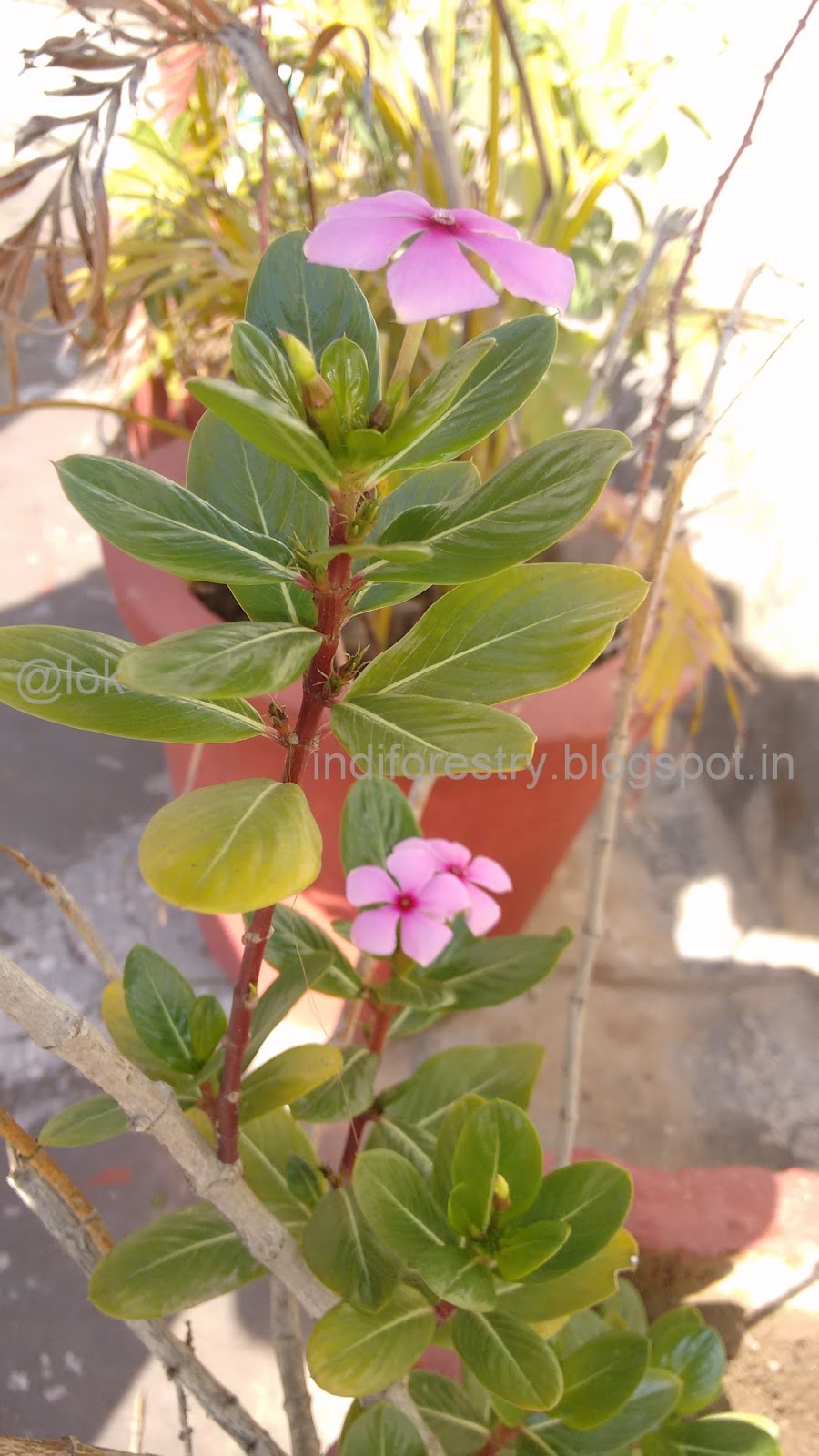 INDIAN FORESTRY: Catharanthus roseus (Sadabahar) :Flower,Morphology and ...
