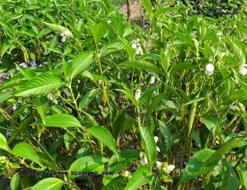 Bashok Ful (বাসক ফুল) - Justicia adhatoda