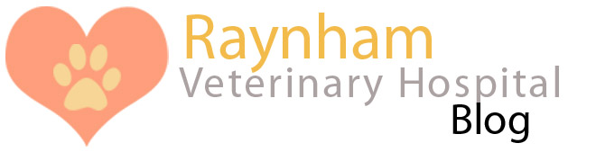 Raynham Veterinary Hospital