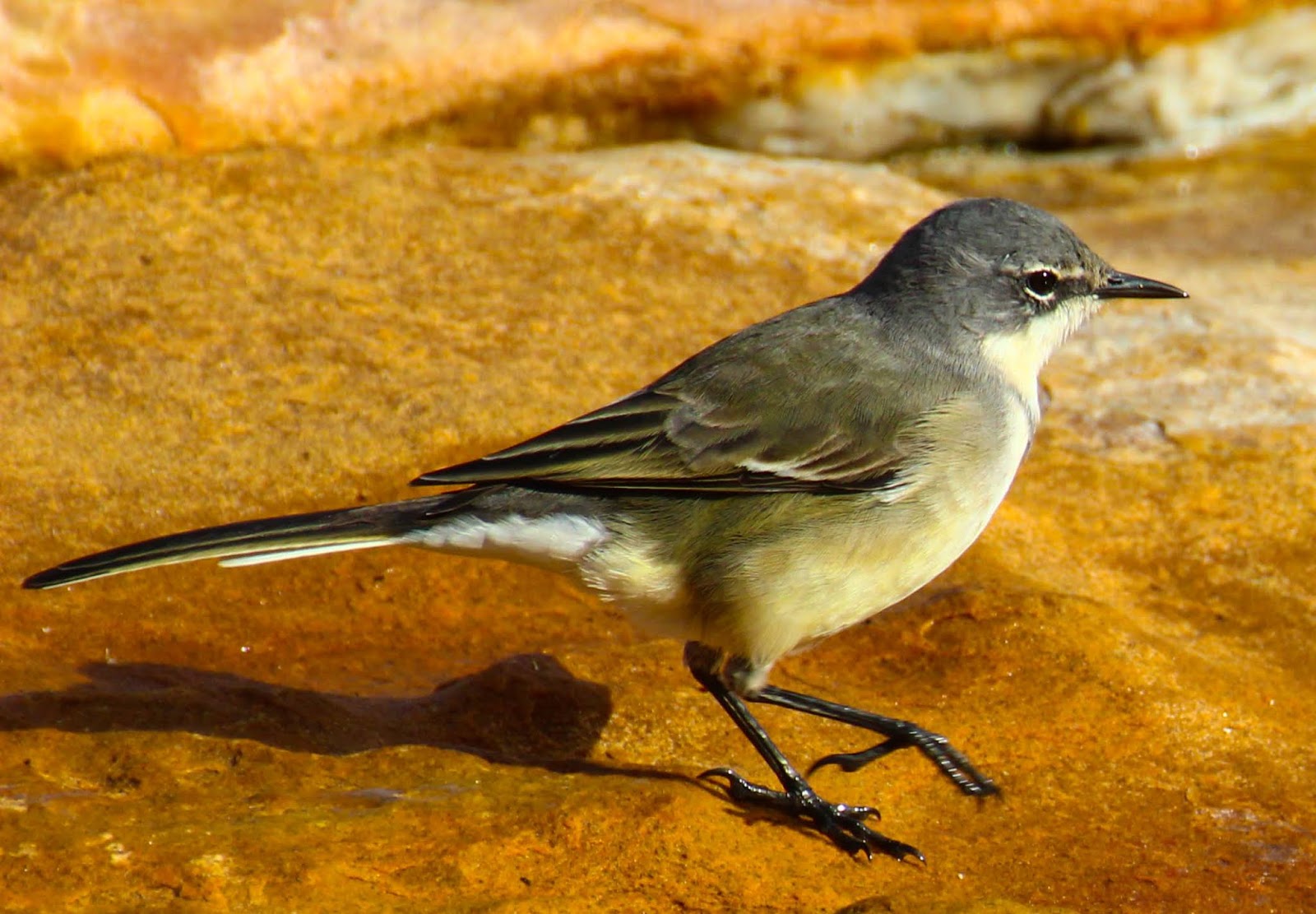 Cannundrums: Cape Wagtail