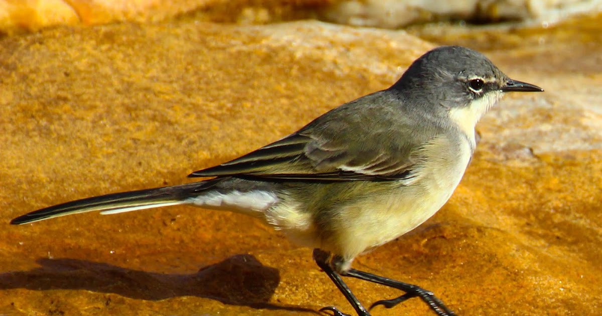 Cape Wagtail