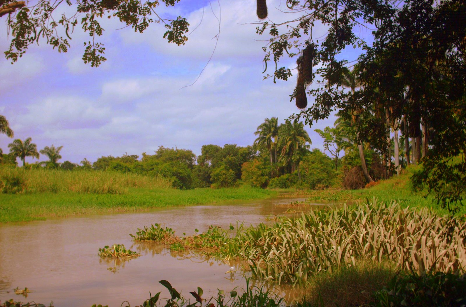 ISLA SANTAY: Isla Santay. Humedal urbano