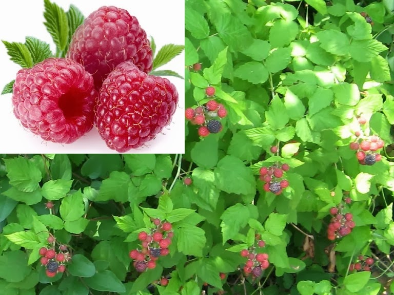 Business Ideas | Small Business Ideas: Start Your Own Raspberry Farming ...