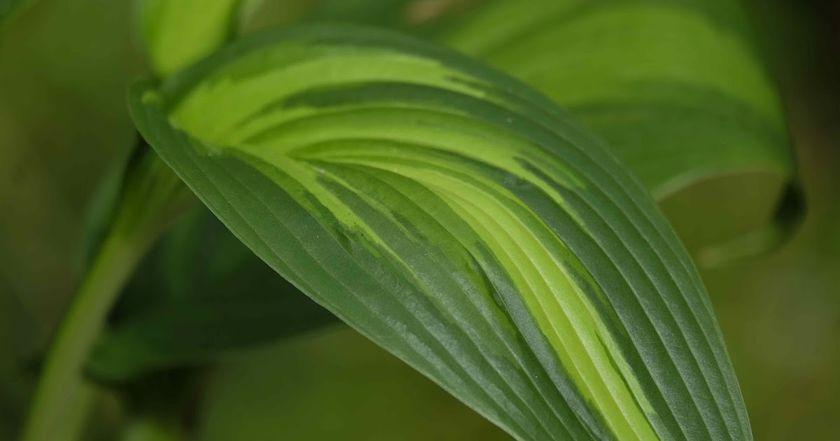Hosta - Funkie - Meine Funkiensammlung und mein Garten.: Hosta First Love