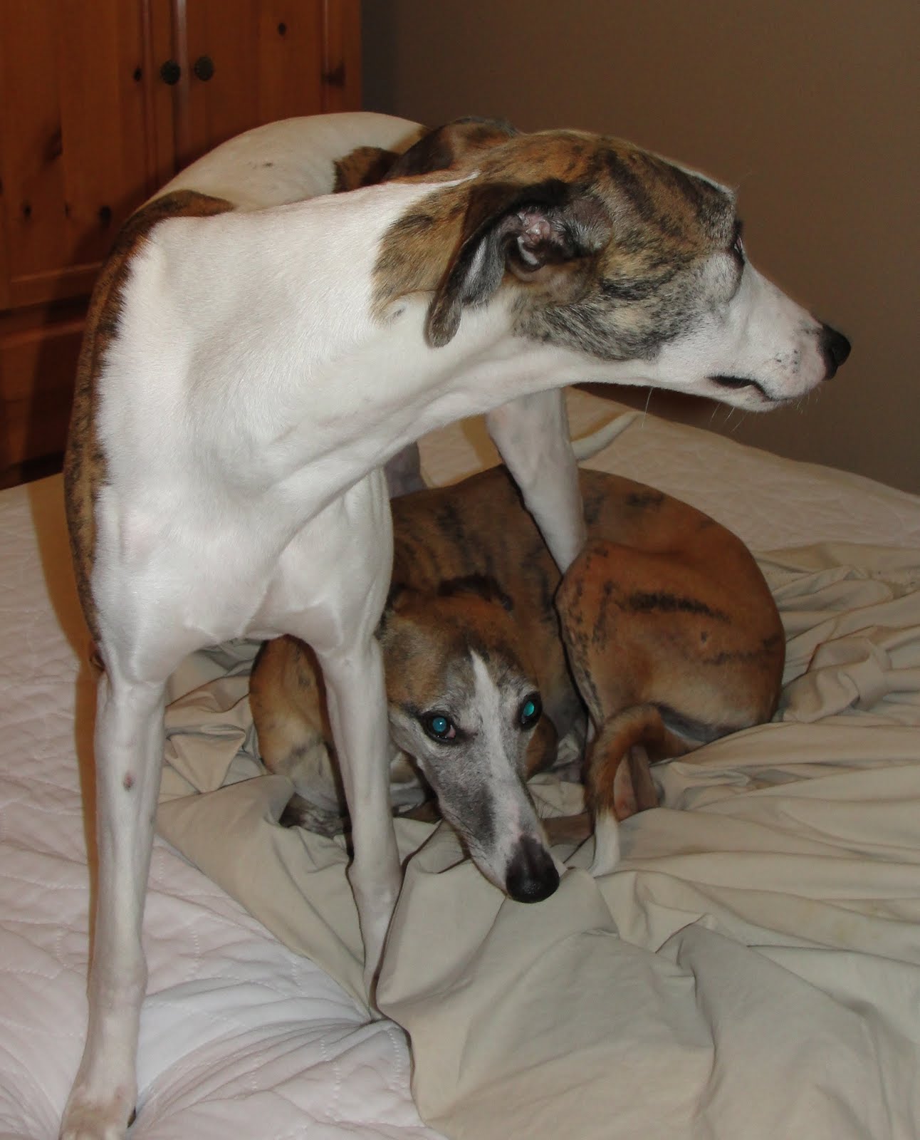 My life with the critters: More photogenic whippets and their furry friends