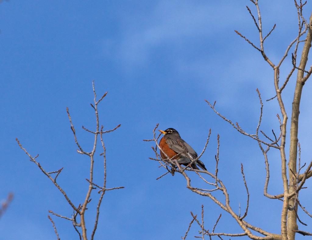 First Robin - Naturally North Idaho