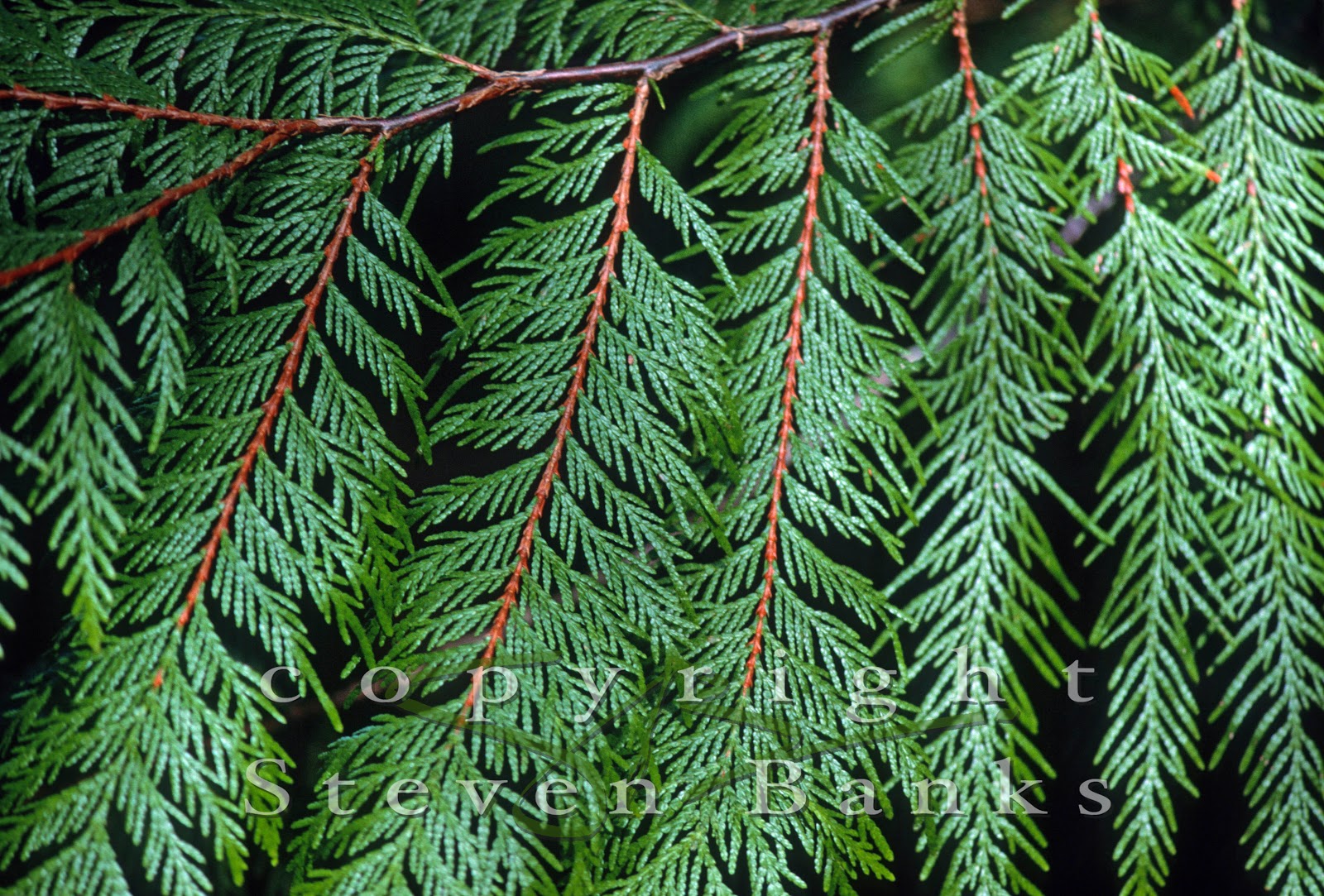 Threads of Crimson Photography: Pine Bough