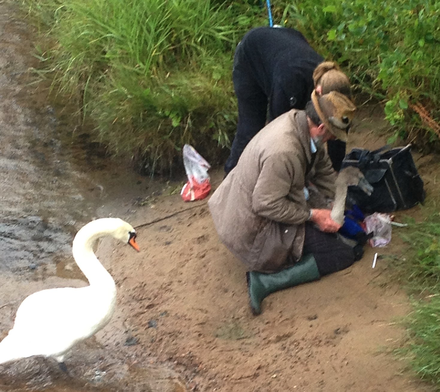 Simply Superb Swans: Cygnet Rescue