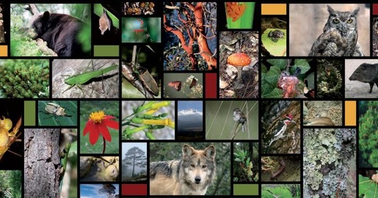 Biodiversidad de México