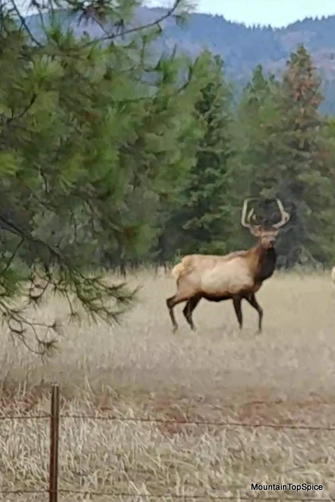Chance Encounter with an Elk Stampede | Mountain Top Spice