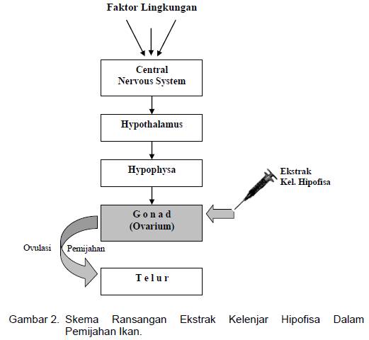 MASRIZAL@NET: Biomanipulasi Hormonal Dalam Pemijahan Ikan