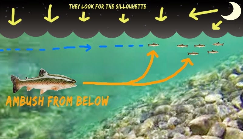 Living Fly Legacy: Tips: Night Fishing - Part 1 "The Basics"