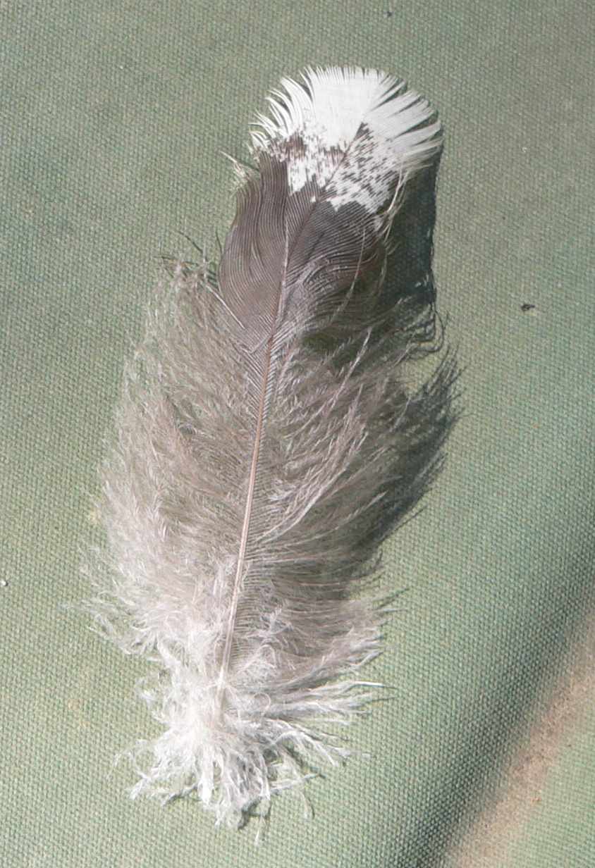 Ian Fraser, talking naturally: Fabulous Feathers