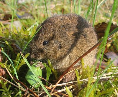 Synapsida: Small British Mammals: Common and Field Voles