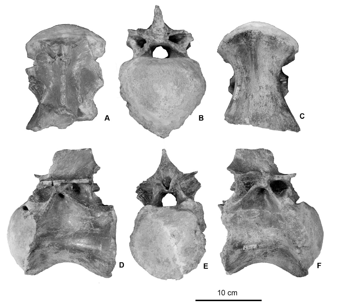 Theropoda: Sigilmassasaurus è Spinosaurus?