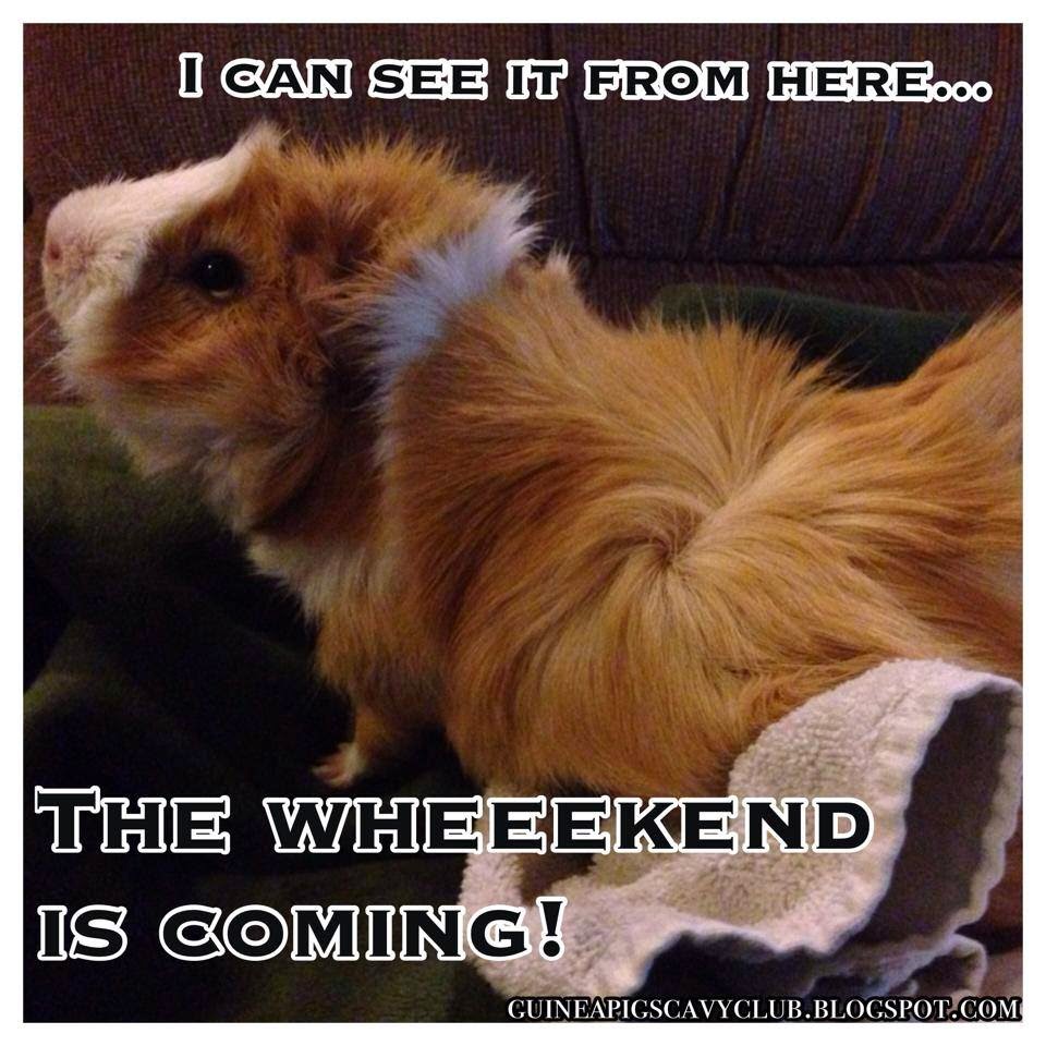 Guinea Pigs' Cavy Club Tips & Pics: Guinea Pig Funnies Just for Fun