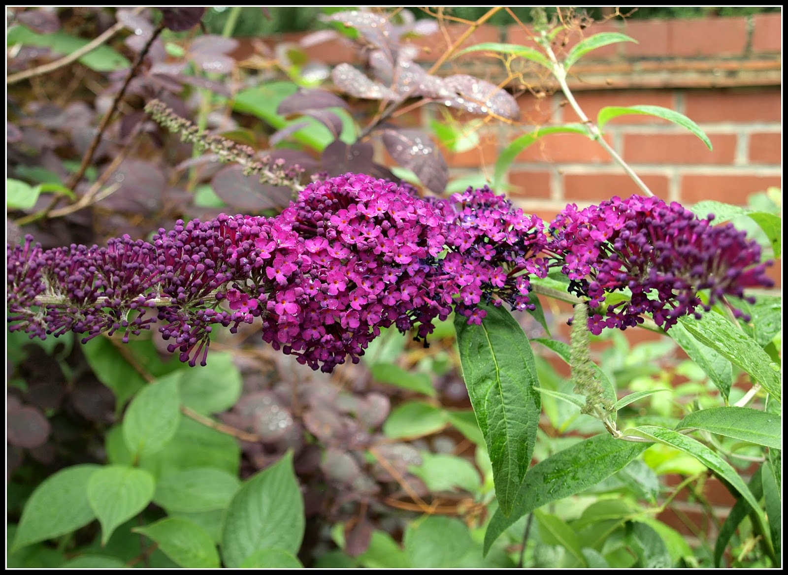 Mark's Veg Plot: Buddleia
