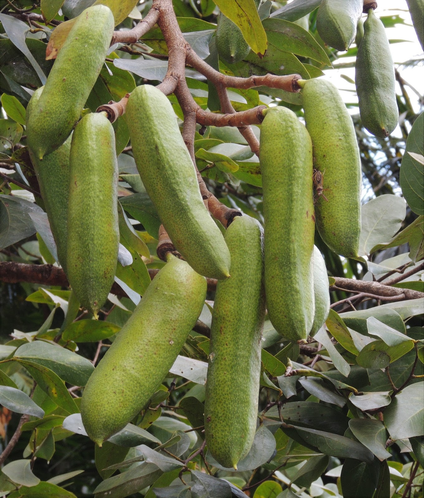 Fabaceae - Leguminosae no Brasil: Hymenaea