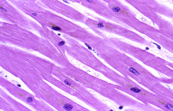 PENDIDIKAN BIOLOGI: JARINGAN OTOT DAN JARINGAN SYARAF