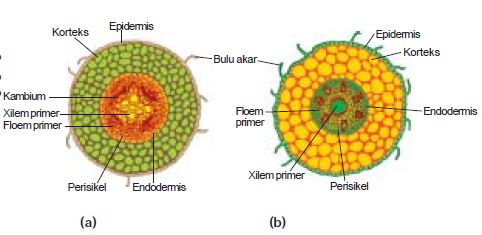 Struktur Anatomi Organ Jaringan Epidermis, Korteks, Endodermis dan ...