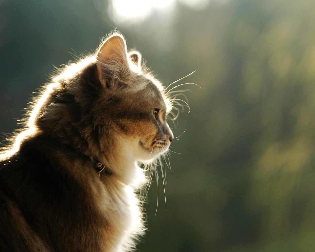 WALLPAPER HIGH RESOLUTION: Animals