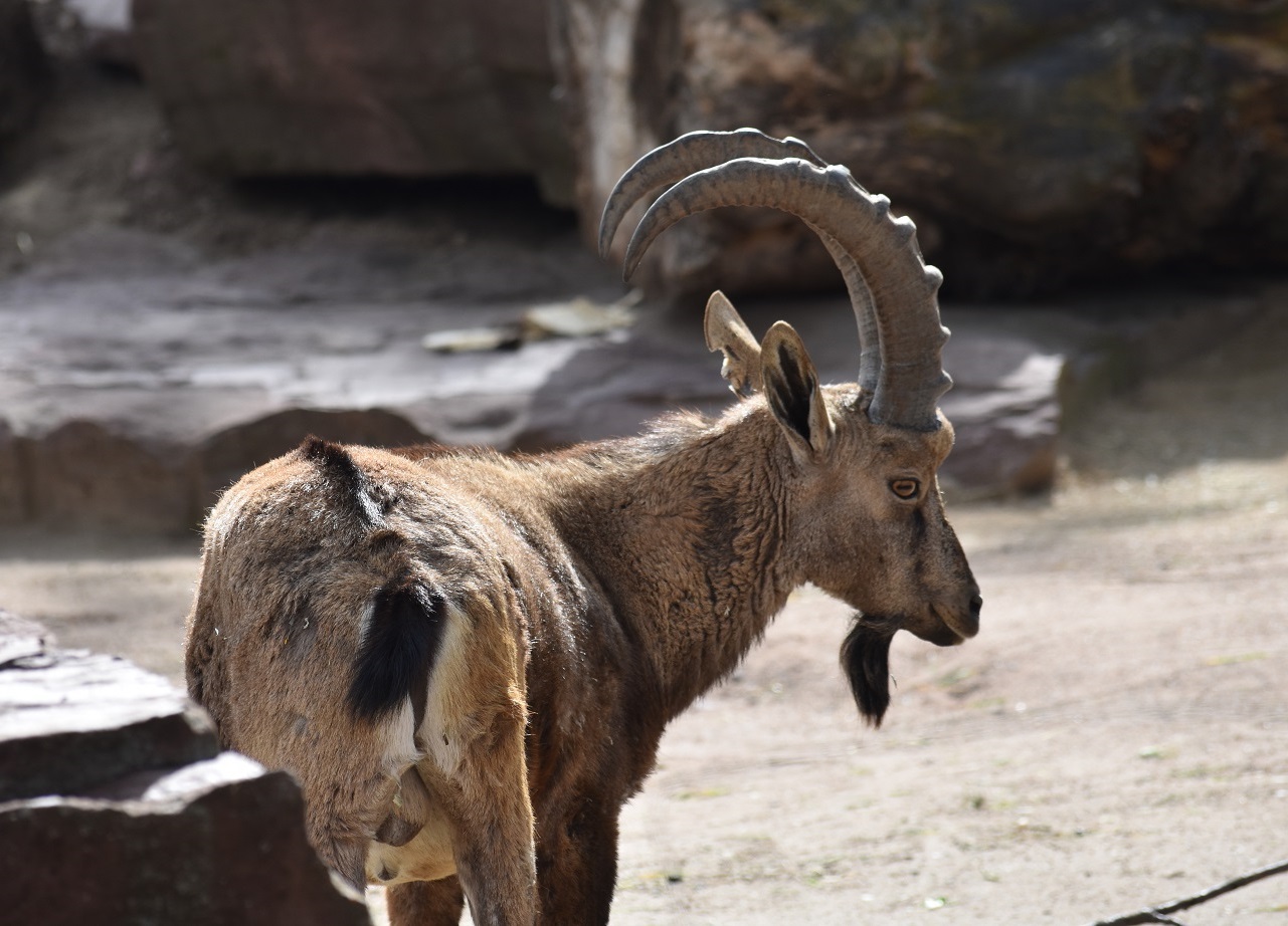 ZOOTOGRAFIANDO (6.096 ANIMALS): ÍBICE DE NUBIA / NUBIAN IBEX (Capra ...