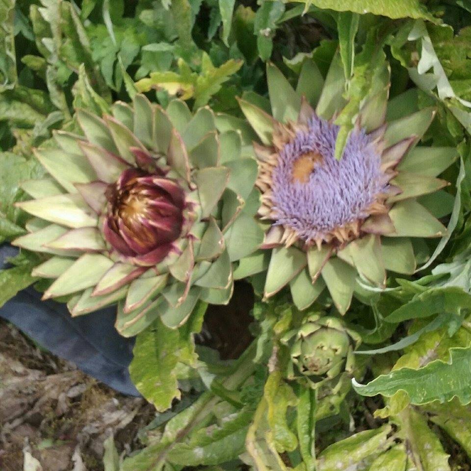 La capital del alcaucil ~ CompARTE Cultura