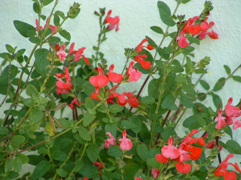 sauge arbustive - France News Collections