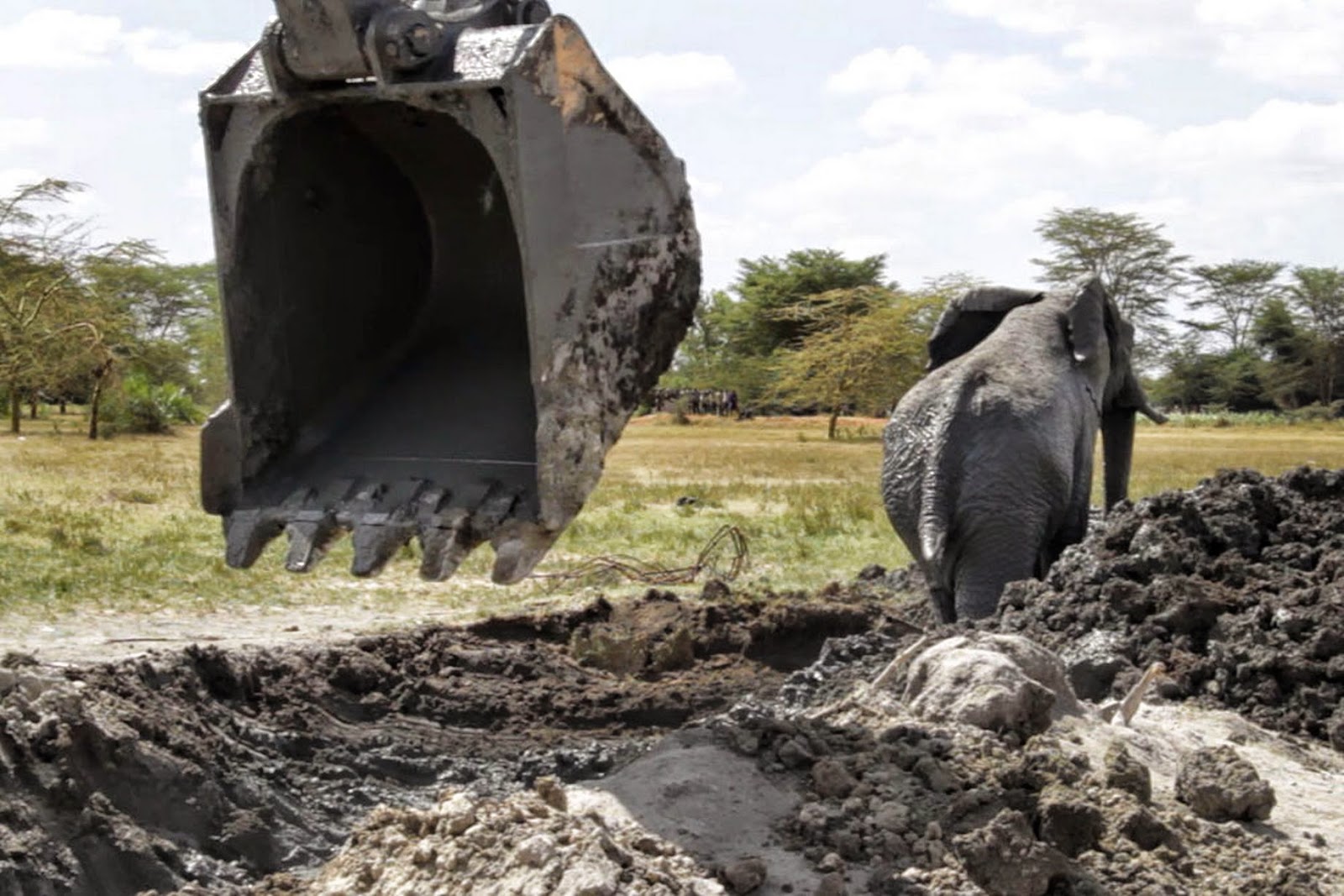 Dramático rescate de un elefante atrapado en un pozo de barro ...