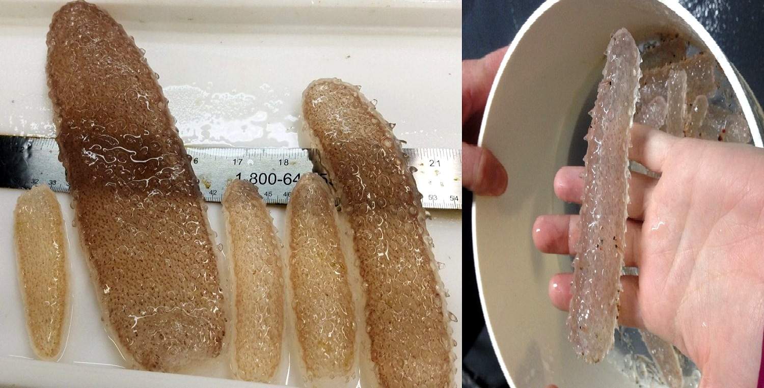 Millions of Mysterious 'Sea Pickles' Wash Up on Oregon Beaches | Geology In
