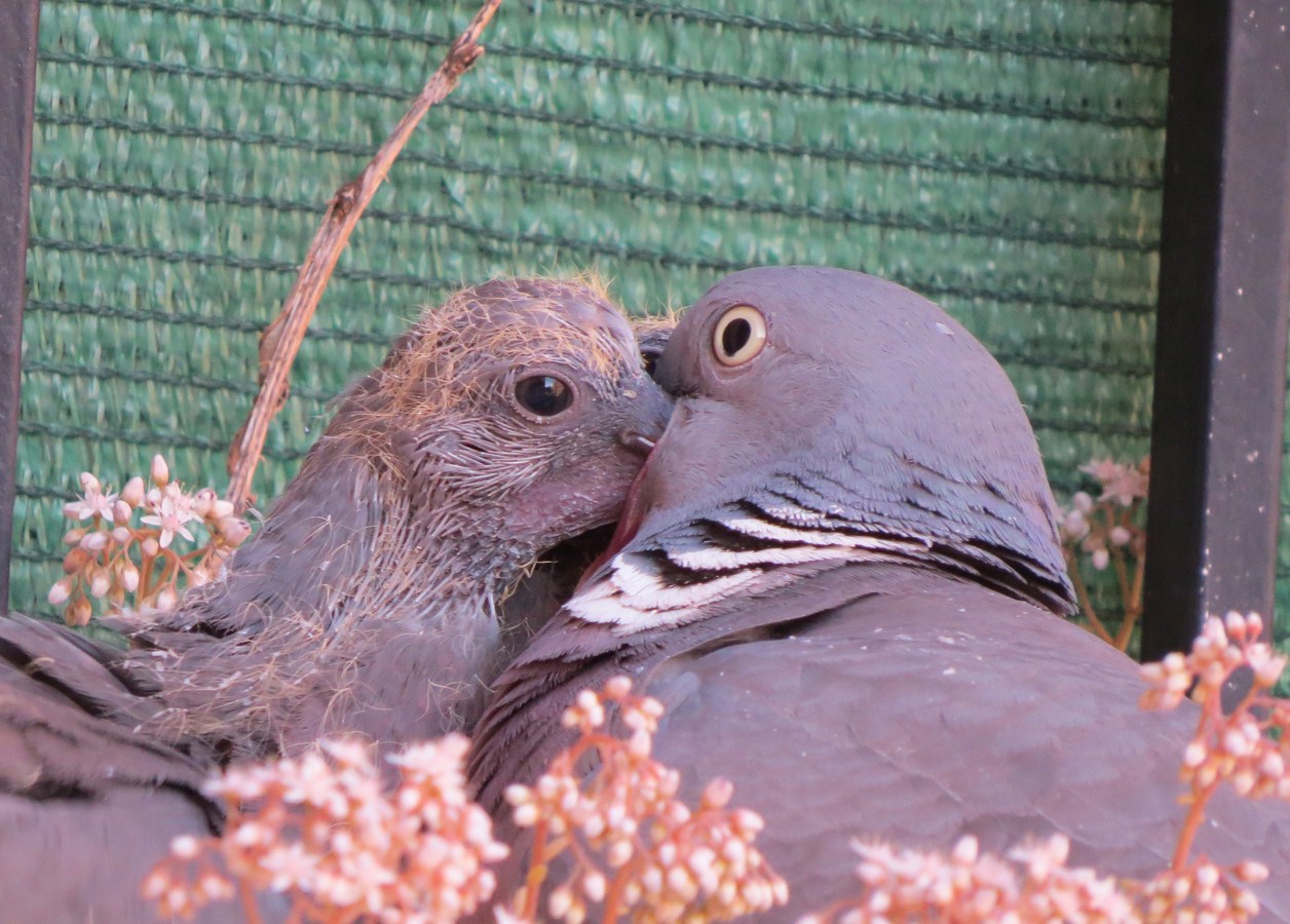 BIRDINGLEON: Nido de Torcaces en casa