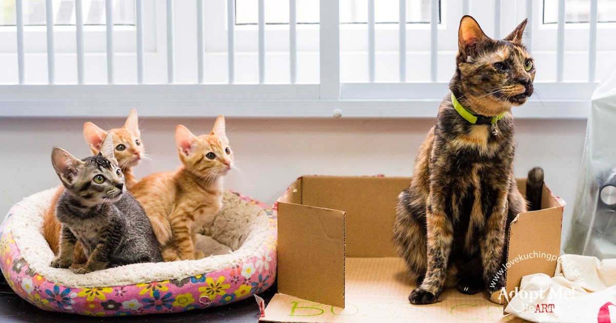 Love Kuching Project @luvkuching - kitten adoption, rescue, TNR: [Adopt ...