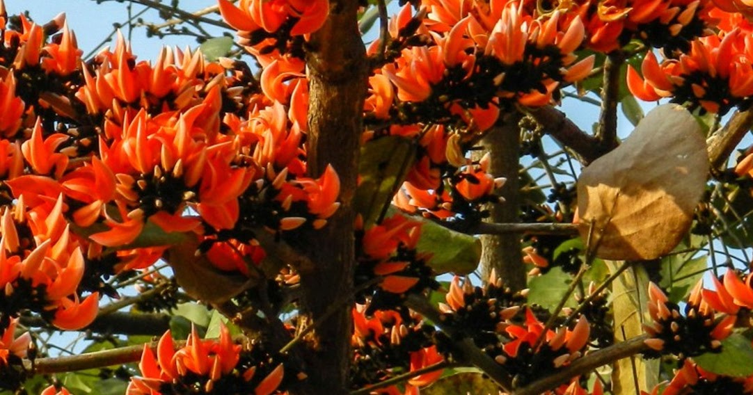 Traduciendo Sandokan: XVII. La confesión del faquir