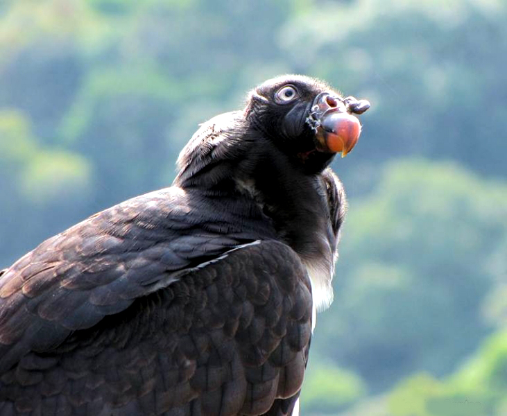 Bellas Aves de El Salvador: Sarcoramphus papa (rey zope, zopilote real)