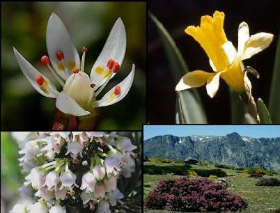 La Riqueza de la Flora y Fauna en Bolivia: la flora y fauna en bolivia