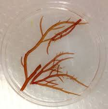 Algas multicelulares e seus benefícios para a saúde | Physics&Health