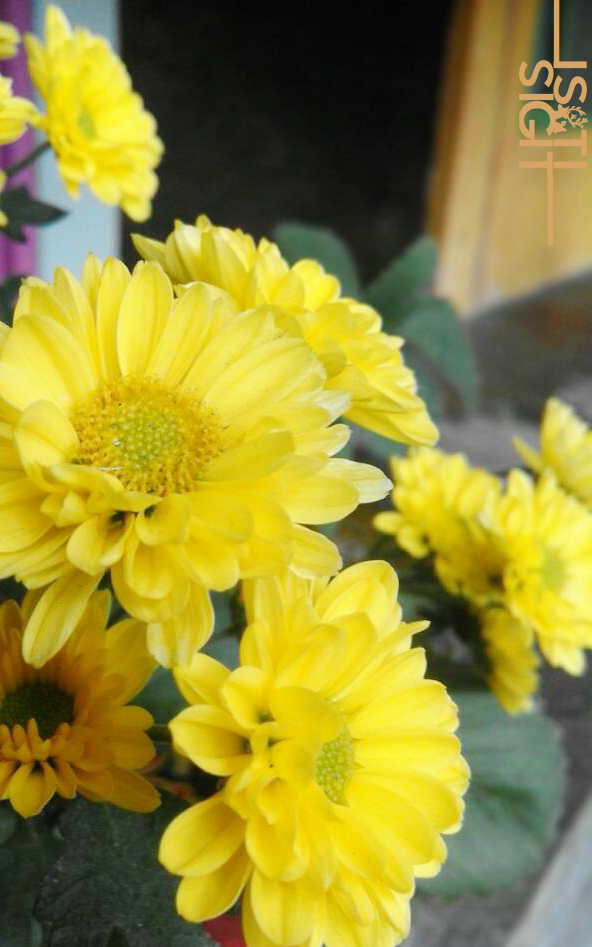 Memotret Krisan Kuning - Relationship ll Hobby & Passion ll Photograph