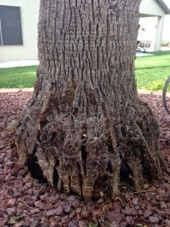 Xtremehorticulture of the Desert: Palm Trunk Problem at the Base