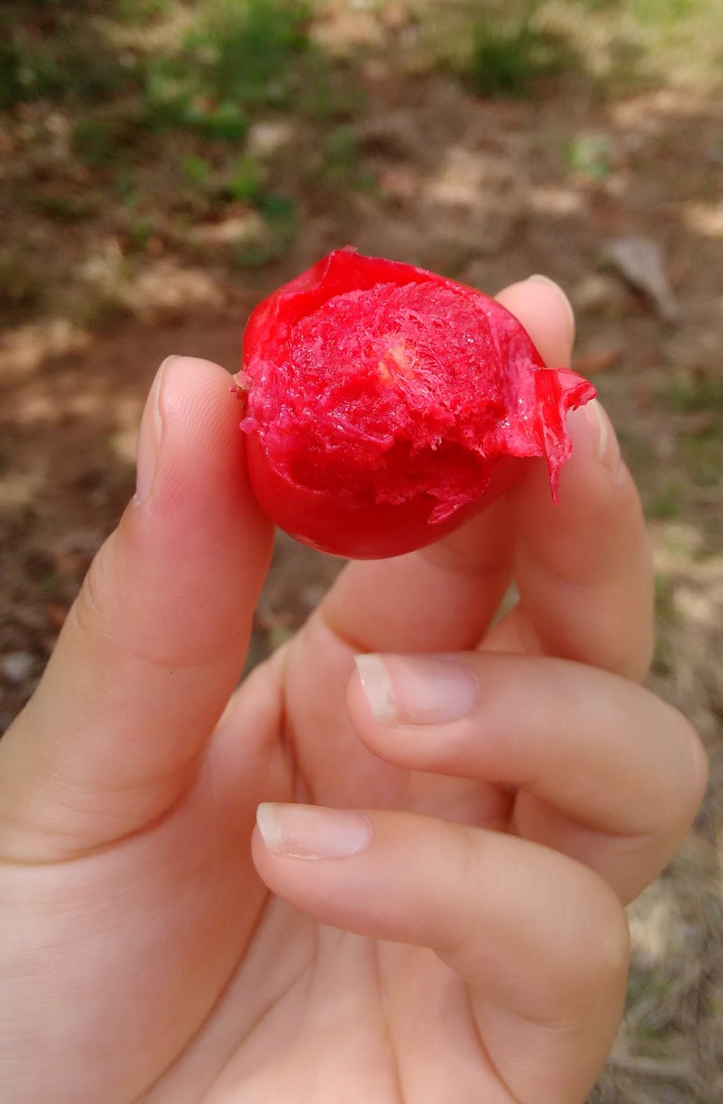 Eugenia patrisii - Ubaia, Ubaia-rubi-da-amazônia