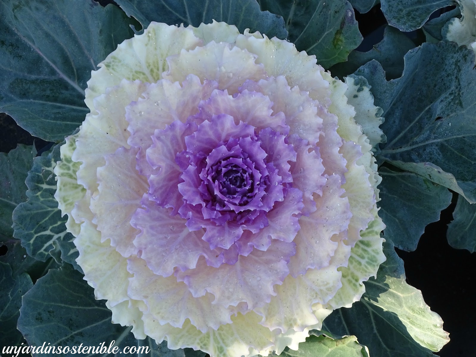 Col de jardín Brassica oleracea (Col ornamental)
