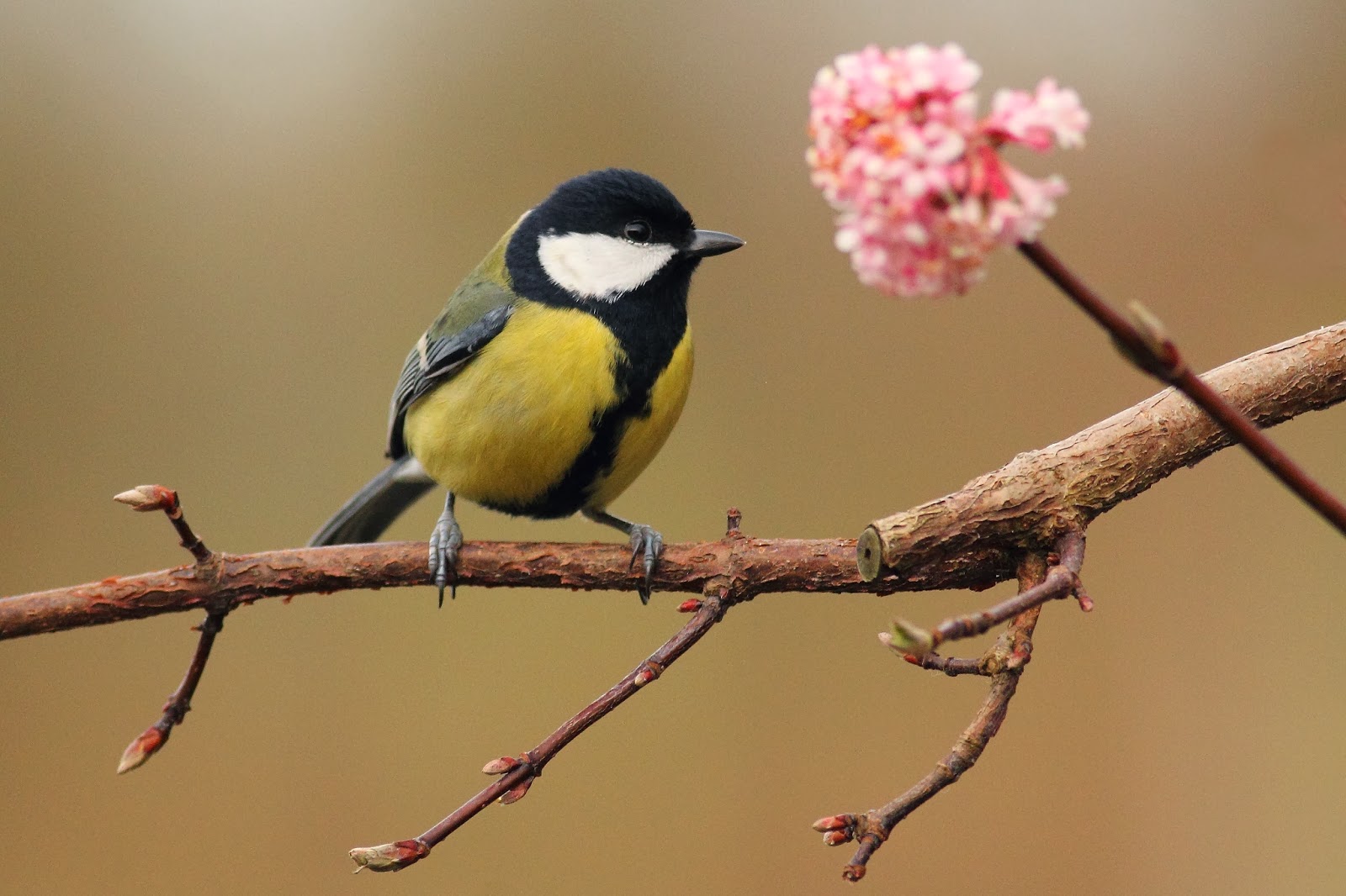 Natuurfotodagboek van Gerard Roest: Mezen fotograferen