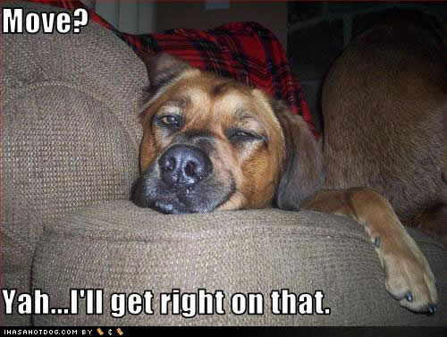 Picture Gallery: Stupid Rude Dogs And Fun Puppy Humor of Funny Dog!