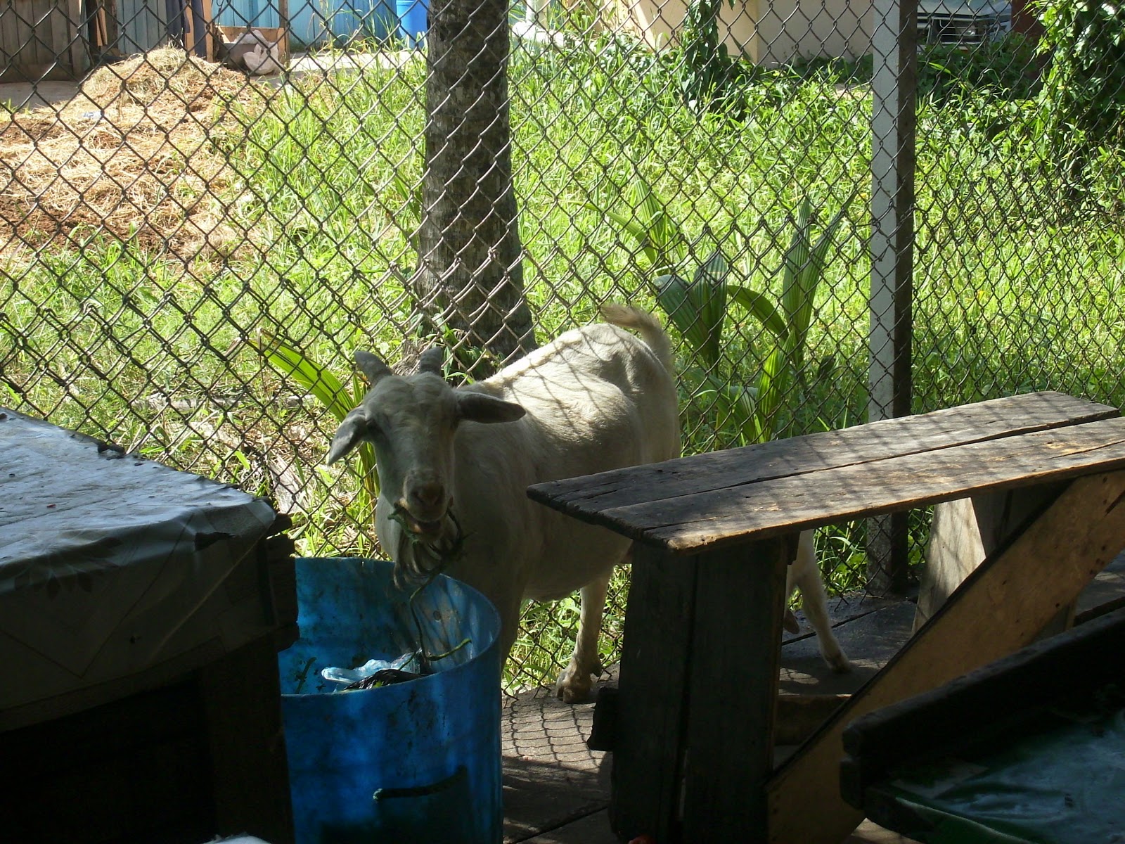 Adventures in Guyana