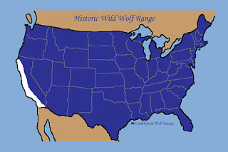 Abe's Animals: American gray wolf range map illustration
