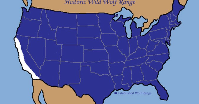 Abe's Animals: American gray wolf range map illustration