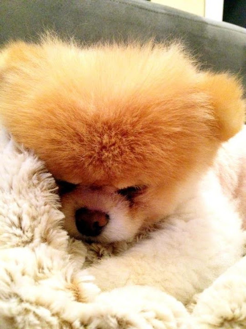 Crystal 's Diary ♥: Pomeranian! ♥