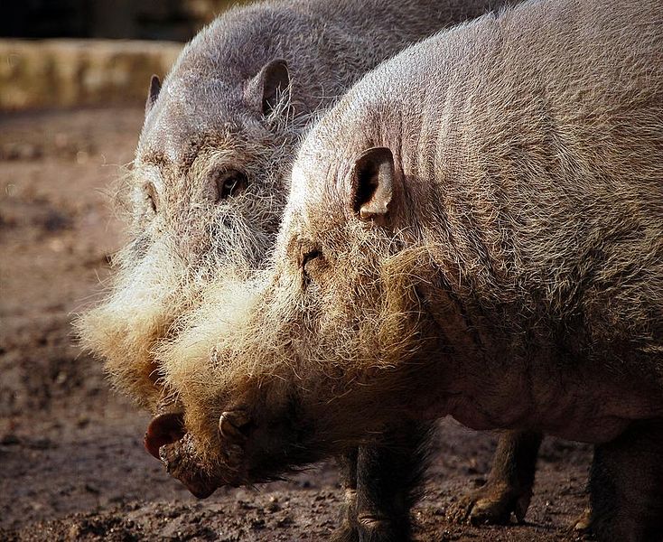 Real Monstrosities: Bearded Pig