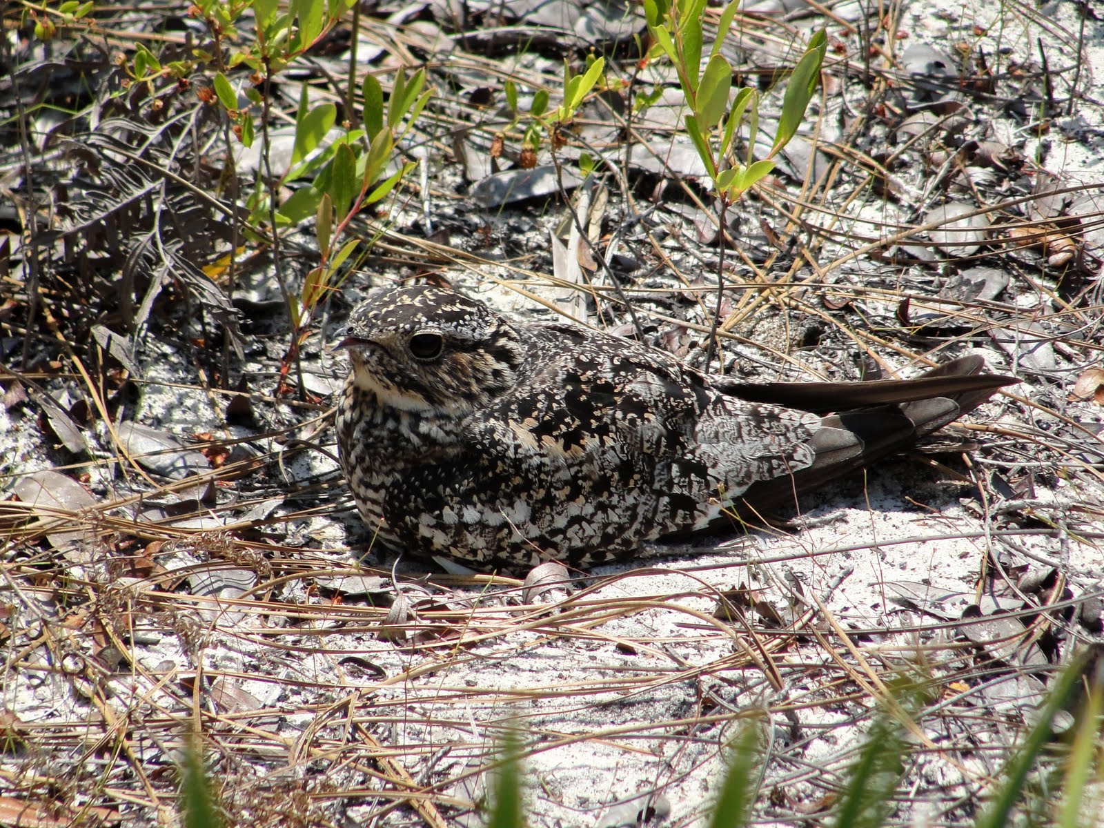 onward, westward: Nesting nocturnal birds