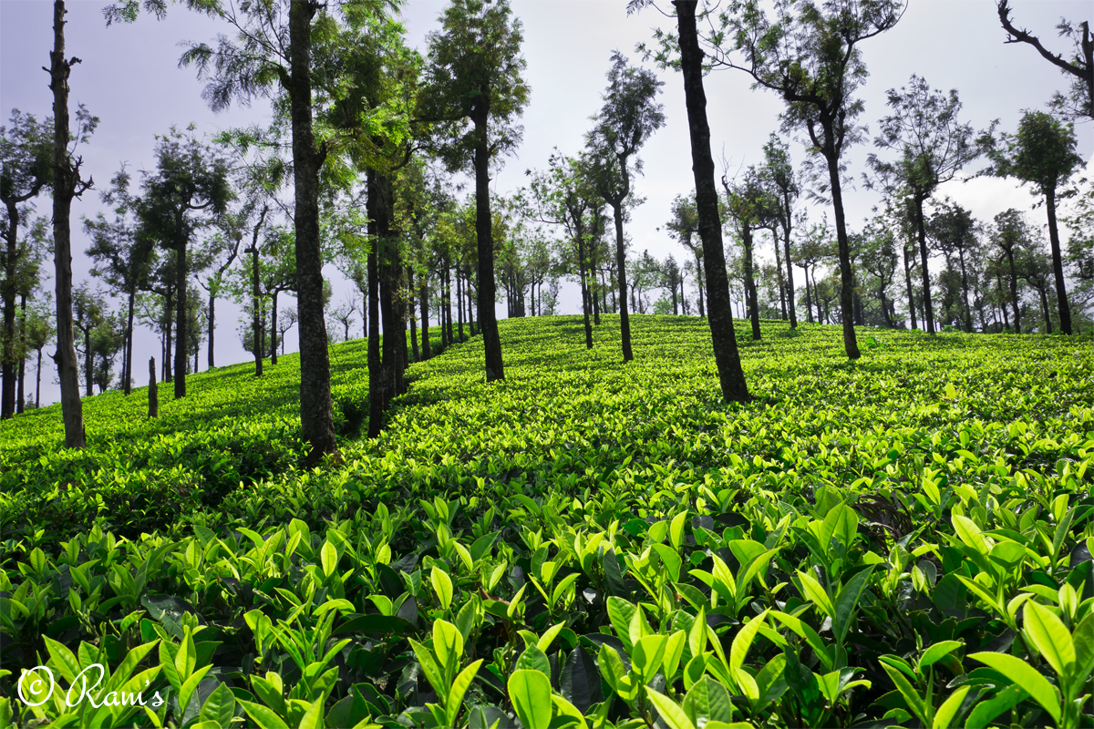 Tantalizing Tea Estates